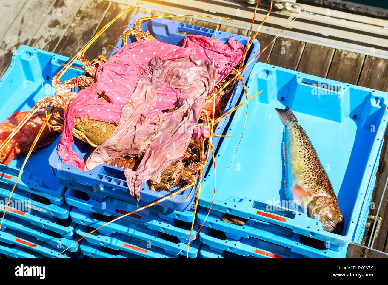 Blue plastic containers with catch of sea fish, omar, lobster, sea ...