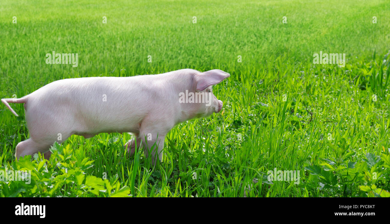 funny pig on a green grass Stock Photo - Alamy