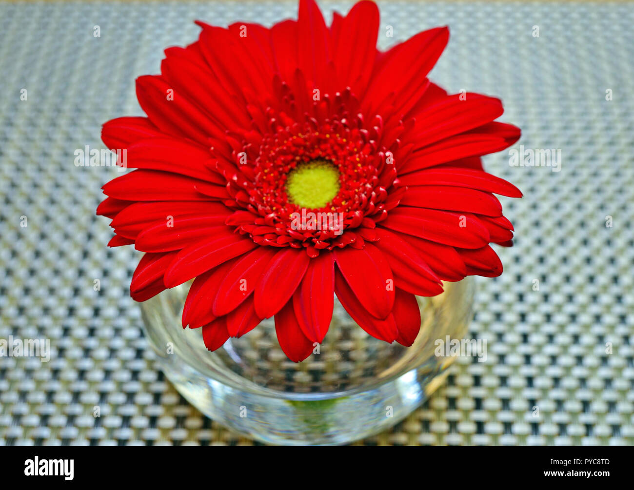 Single red gerbera daisy flower in a single bud vase Stock Photo - Alamy