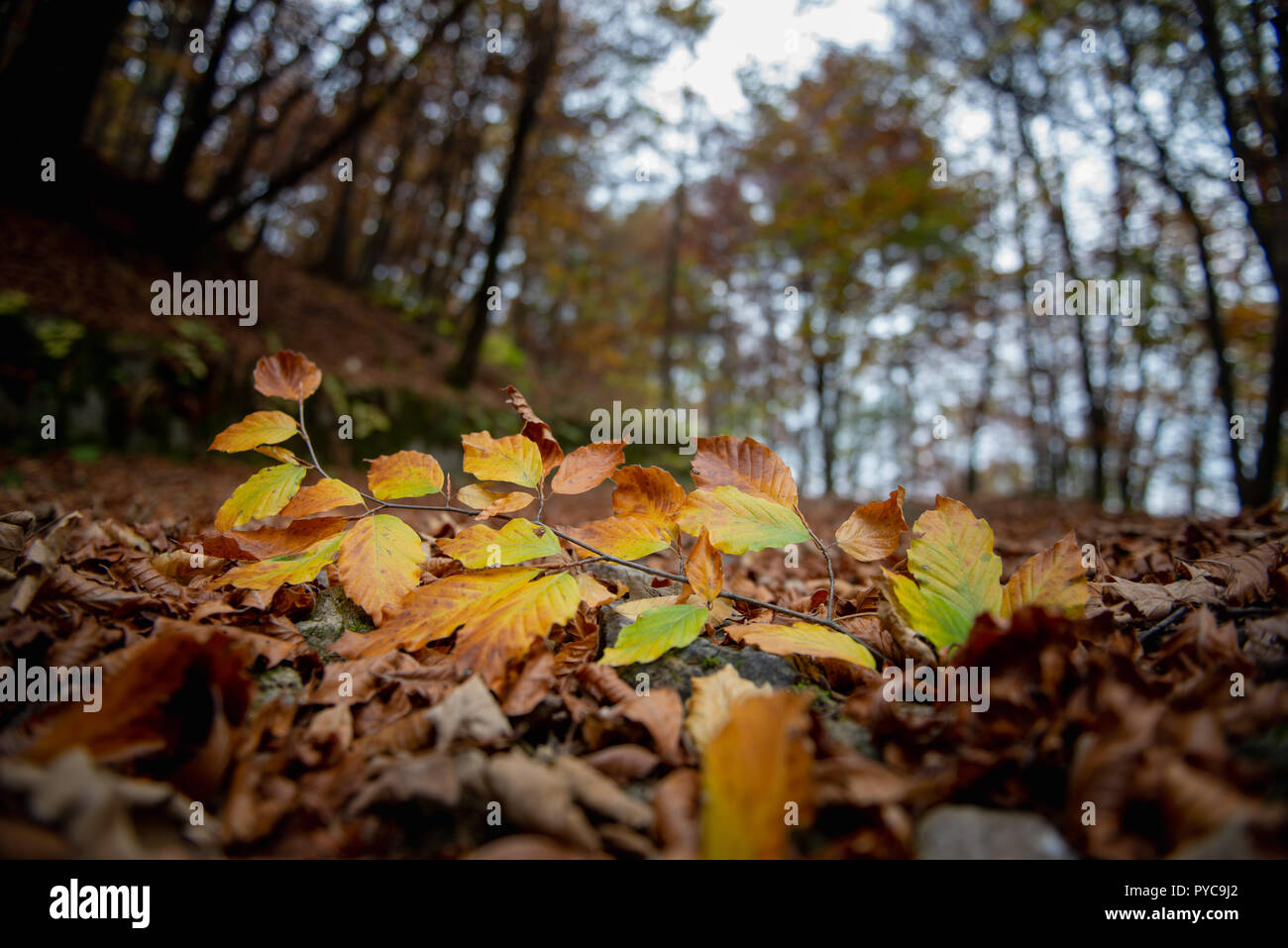 Colors of the forest in autumn Stock Photo - Alamy