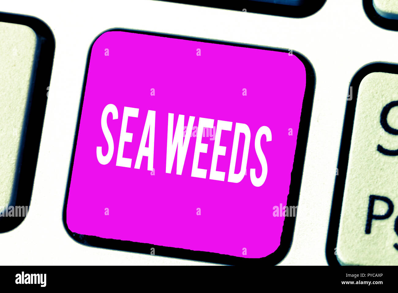 Handwriting text Sea Weeds. Concept meaning Large algae growing in the ...