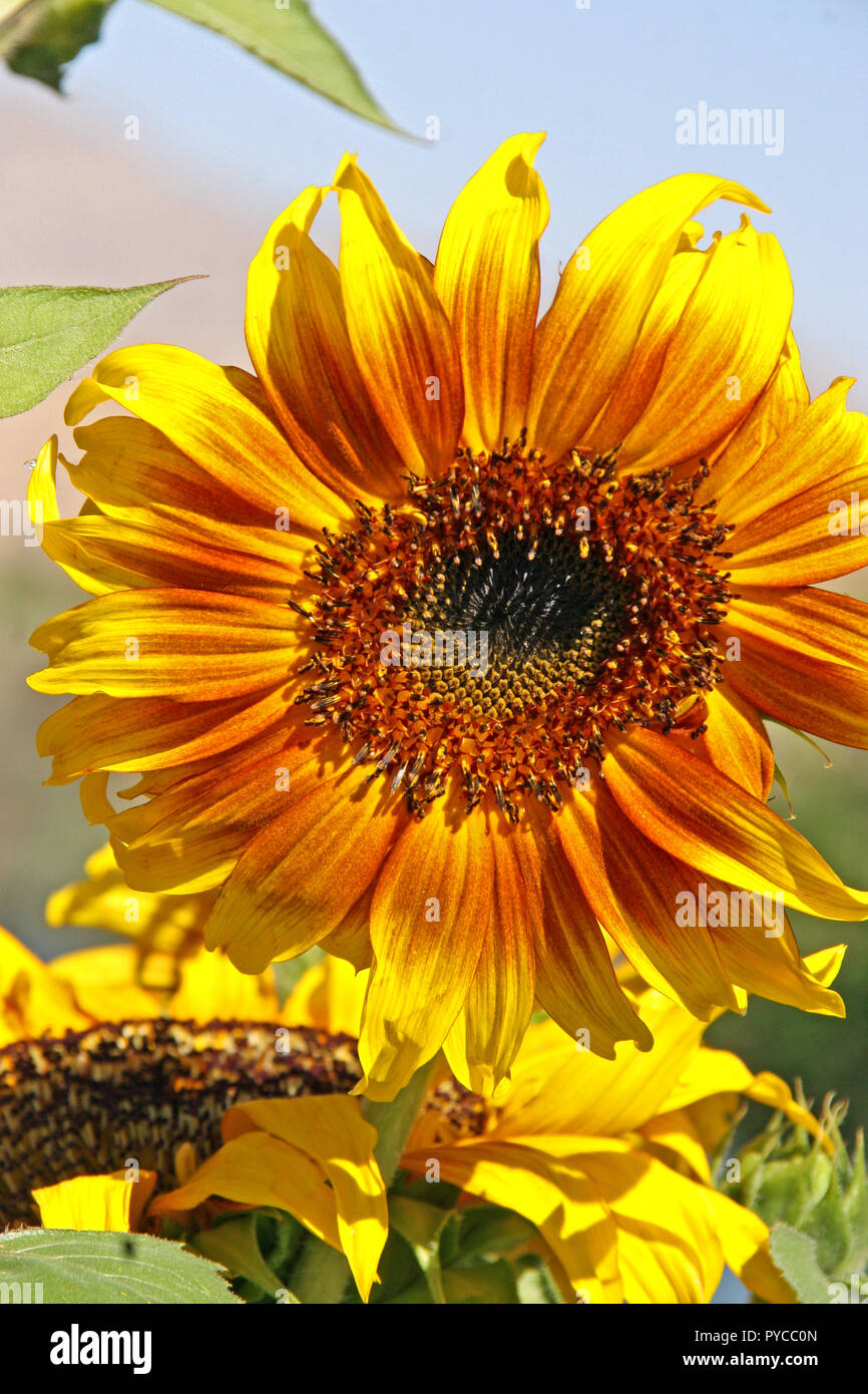Yellow bright sunshine summer hi-res stock photography and images - Alamy