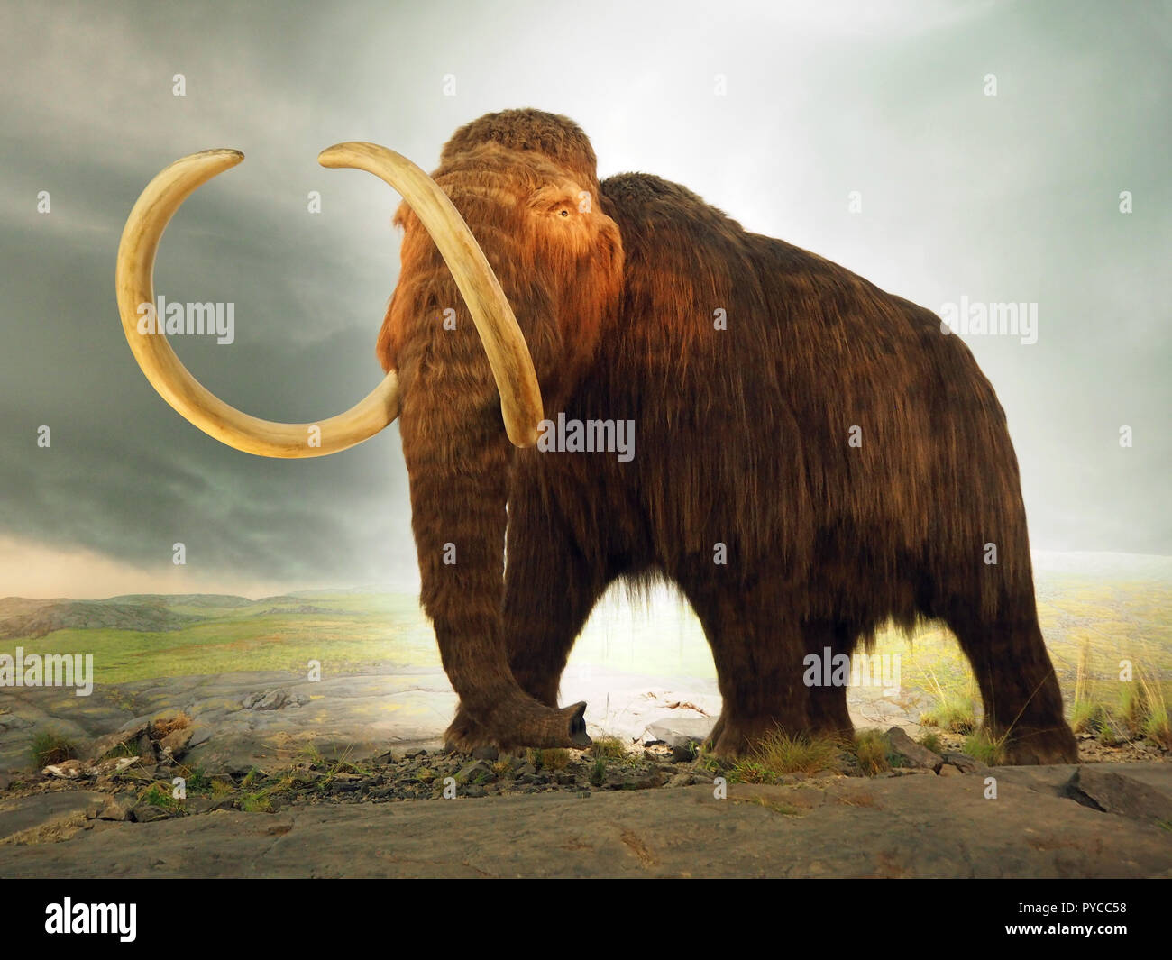 Mammoth natural history museum hi-res stock photography and images - Alamy