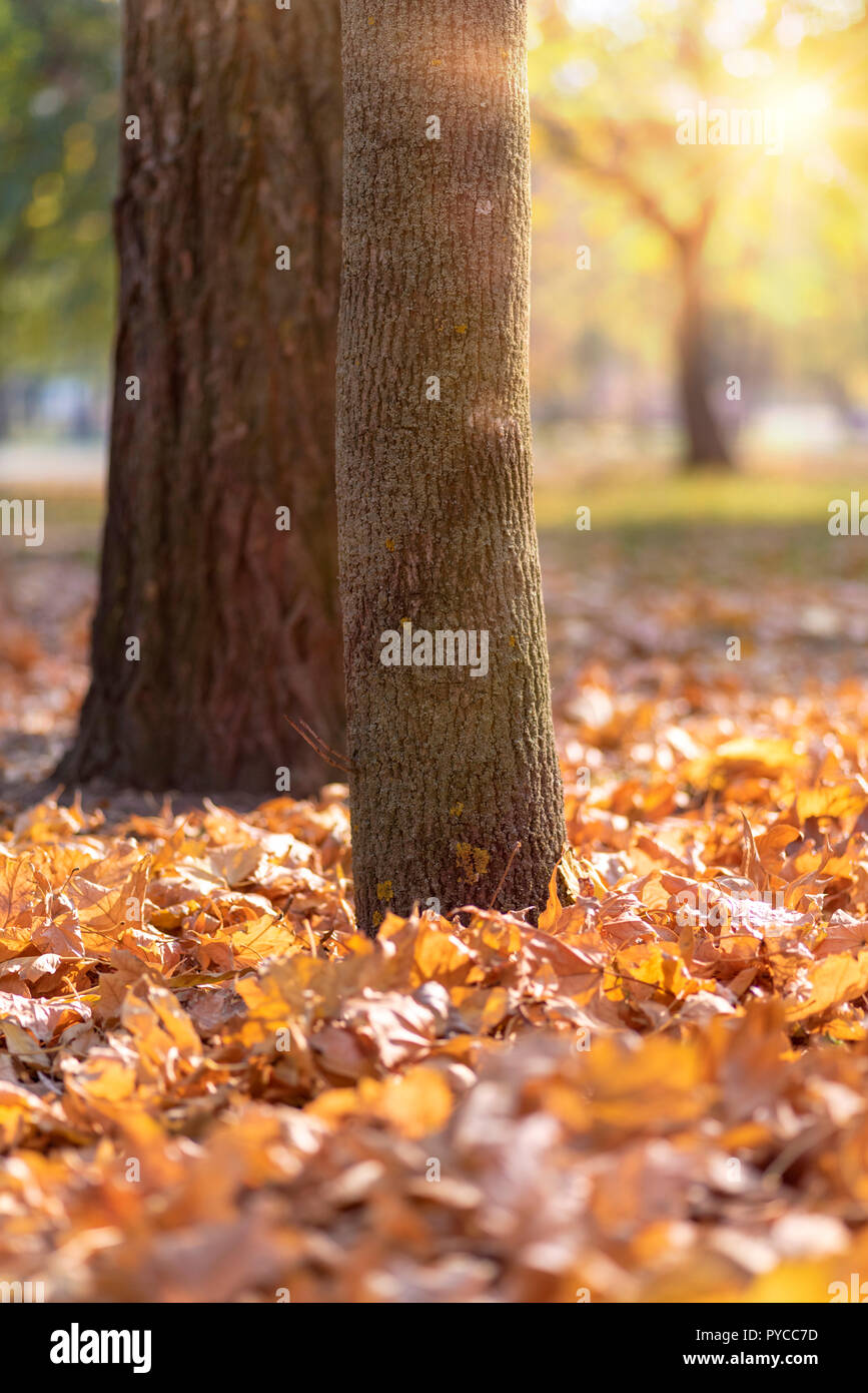 maple trunk and fallen yellow leaves in the park in the sunshine Stock ...