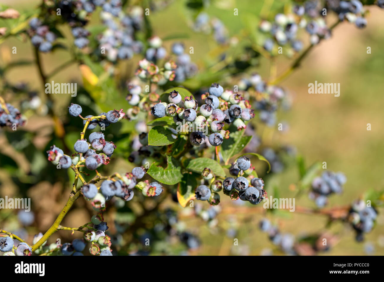 Bush of a ripe bilberry in the summer Stock Photo - Alamy