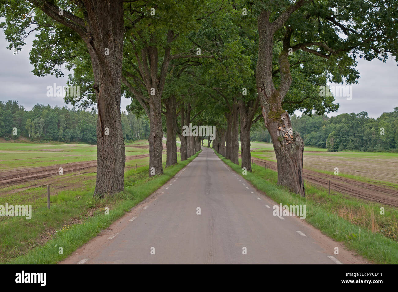 Pathway lined with foliage of trees Stock Photo - Alamy
