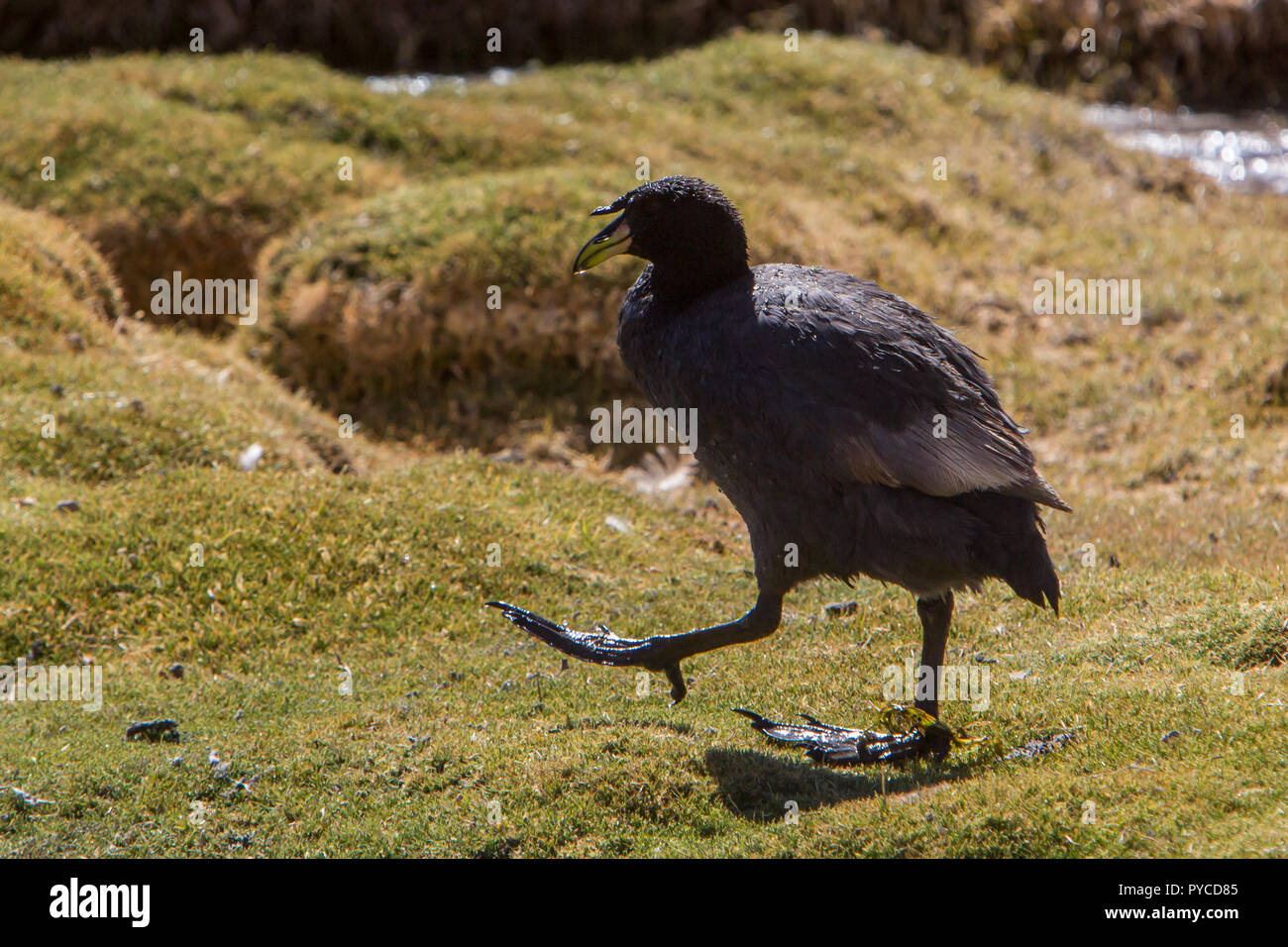A horned coot alongside a small pond near San Pedro de Atacama in the ...
