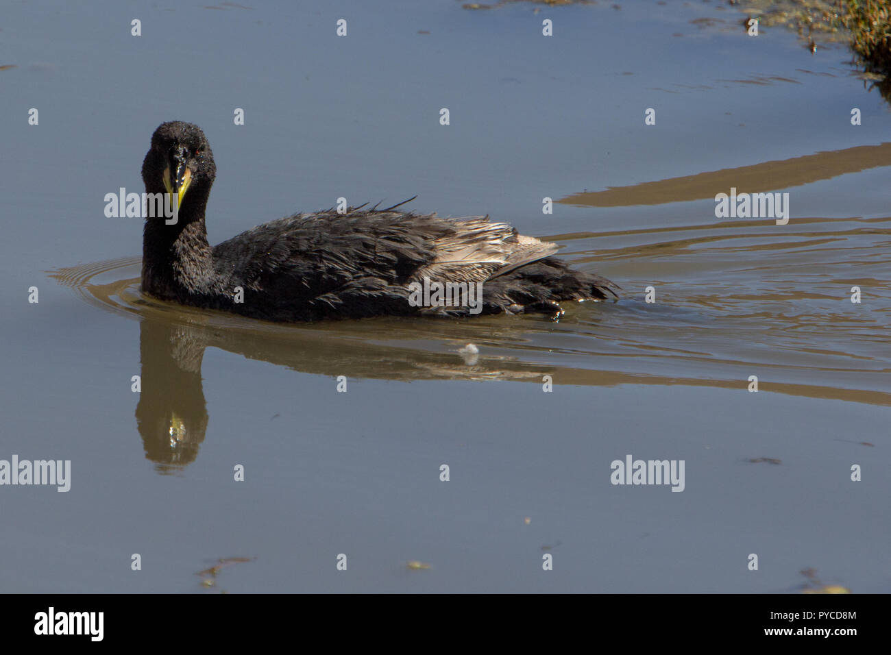 A horned coot alongside a small pond near San Pedro de Atacama in the ...