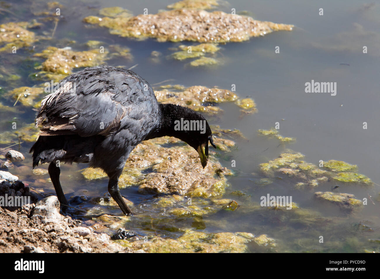Fulica cornuta hi-res stock photography and images - Alamy