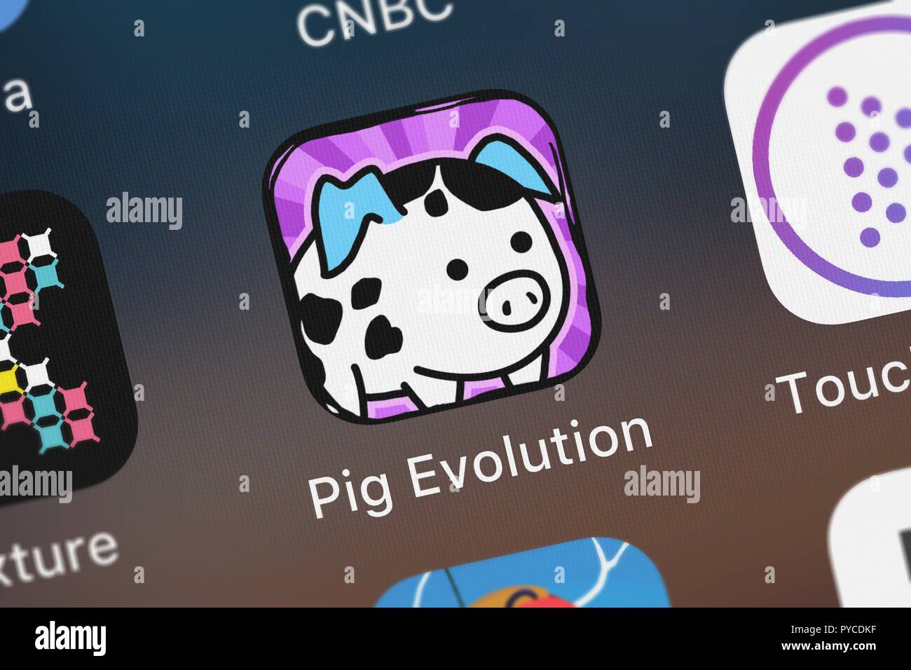 Pig Evolution