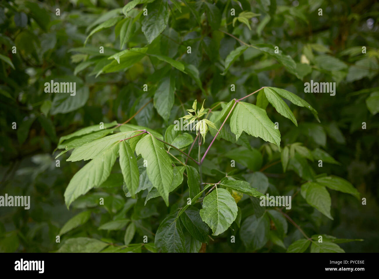 Boxelder acer negundo hi-res stock photography and images - Alamy
