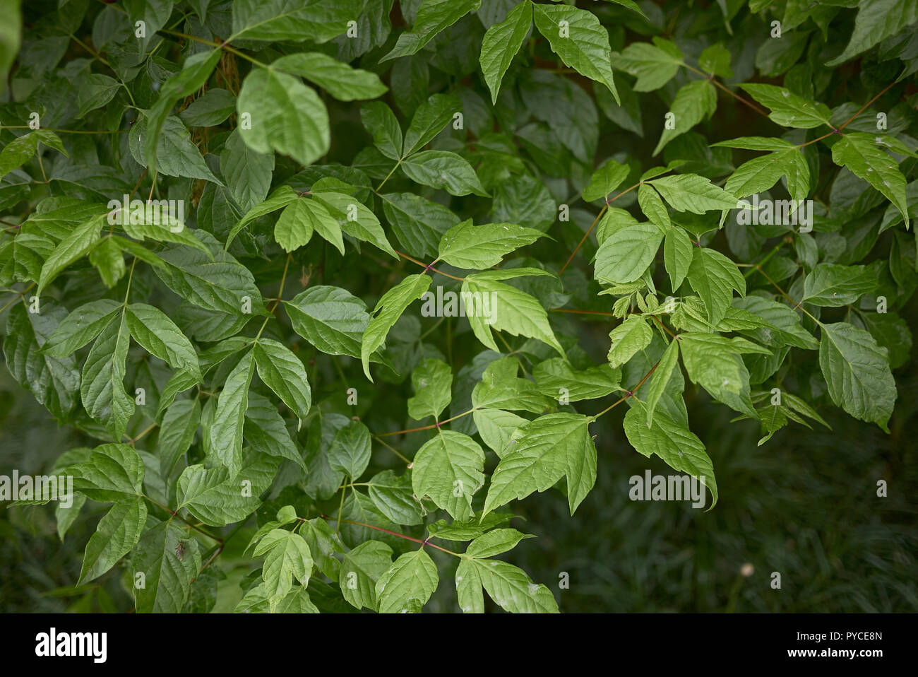 Boxelder maple acer negundo hi-res stock photography and images - Alamy