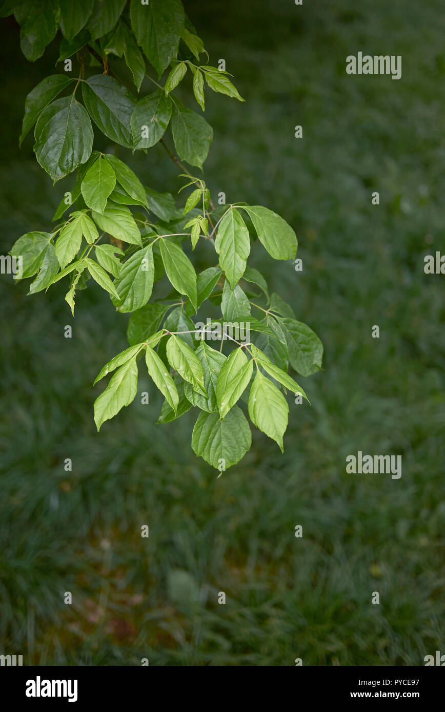 Boxelder maple acer negundo hi-res stock photography and images - Alamy