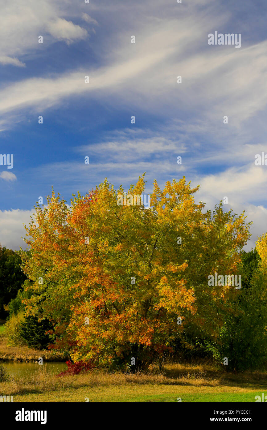 Colourful Autumn trees in the Fall Stock Photo - Alamy