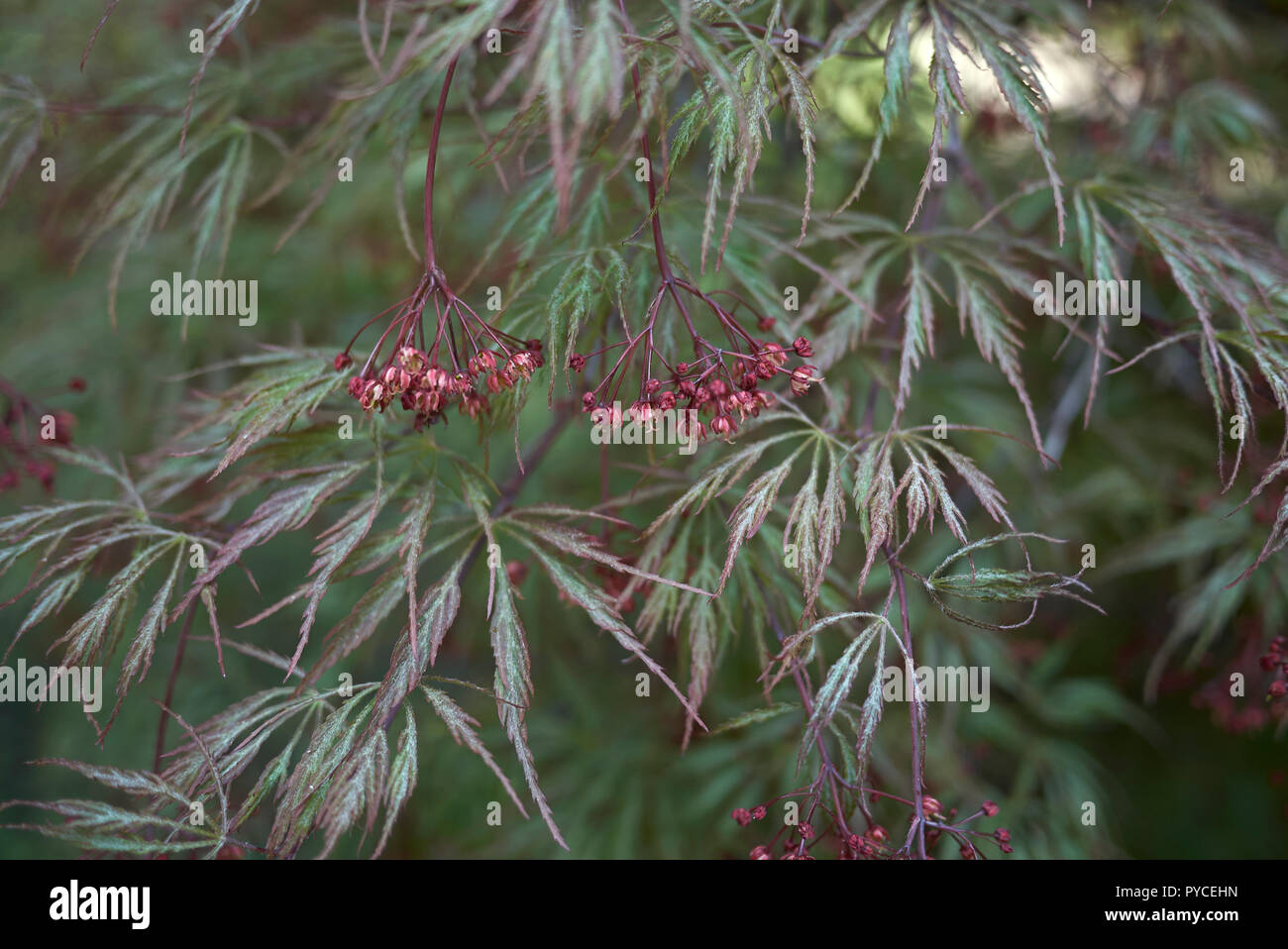 Acer palmatum shrub with red flowers Stock Photo - Alamy