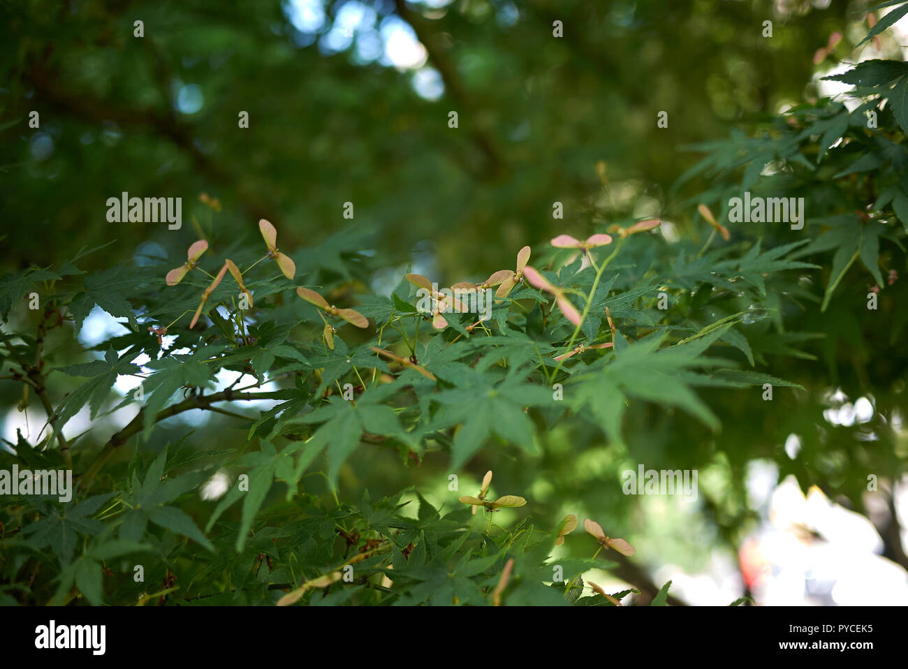 Acer palmatum branch with winged seeds Stock Photo - Alamy