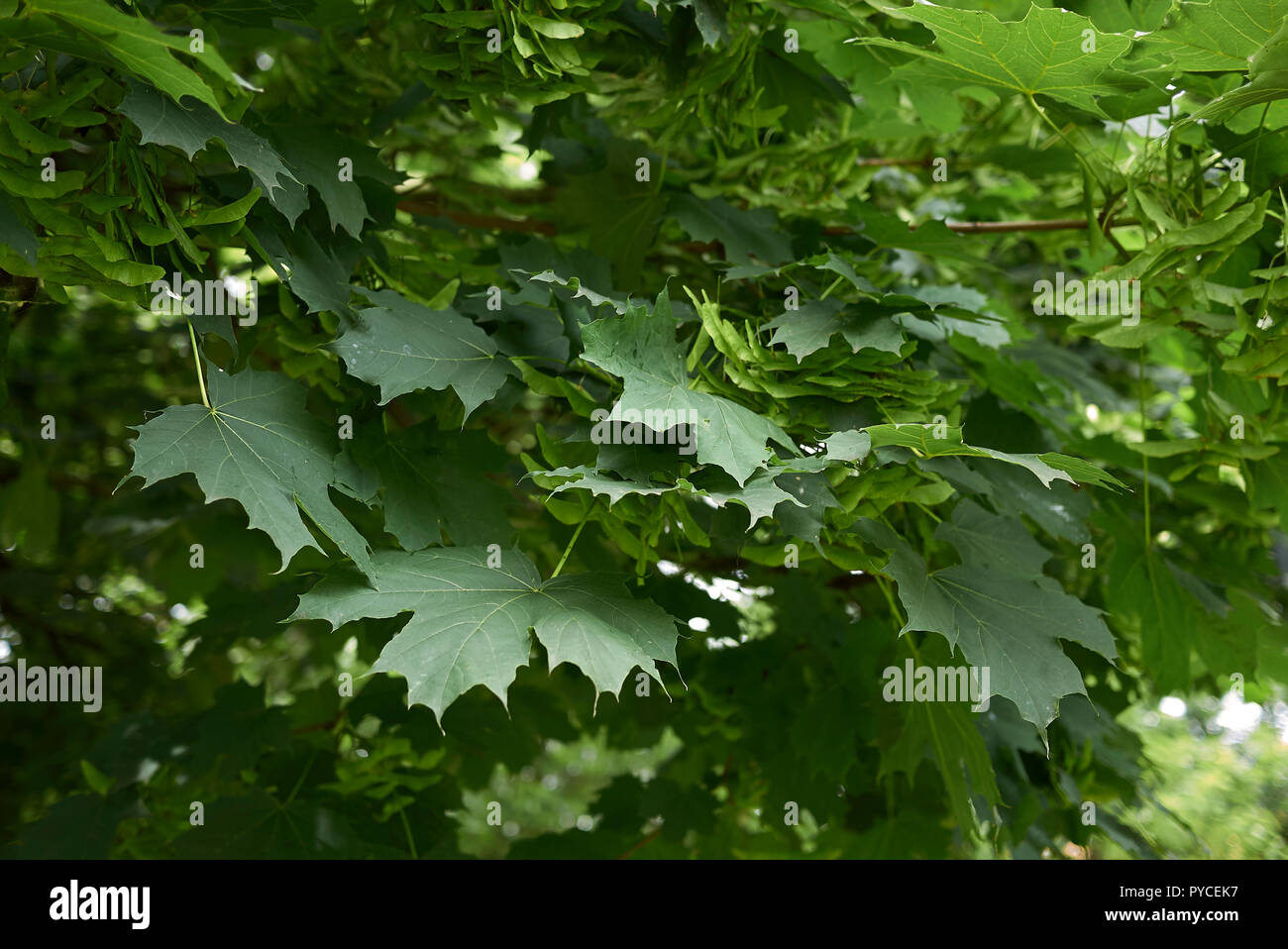 Acer platanoides fruit hi-res stock photography and images - Alamy