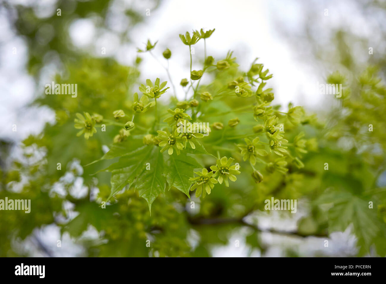 Norway maple flowers hi-res stock photography and images - Alamy