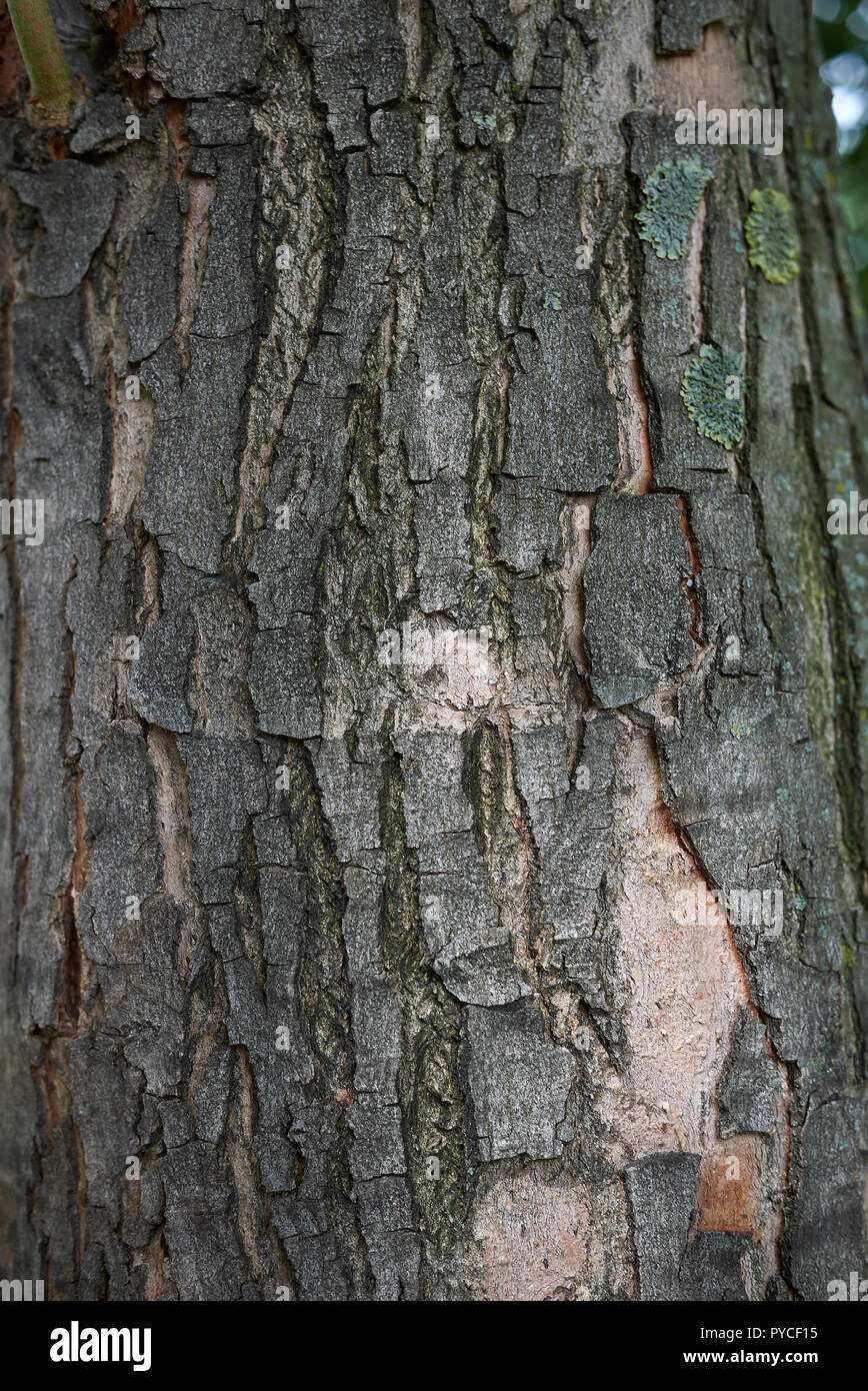 Acer bark pattern hi-res stock photography and images - Alamy