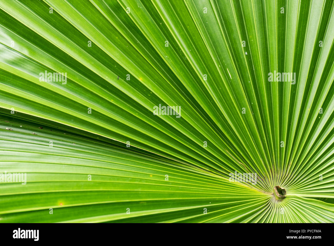 Strong light hi-res stock photography and images - Alamy