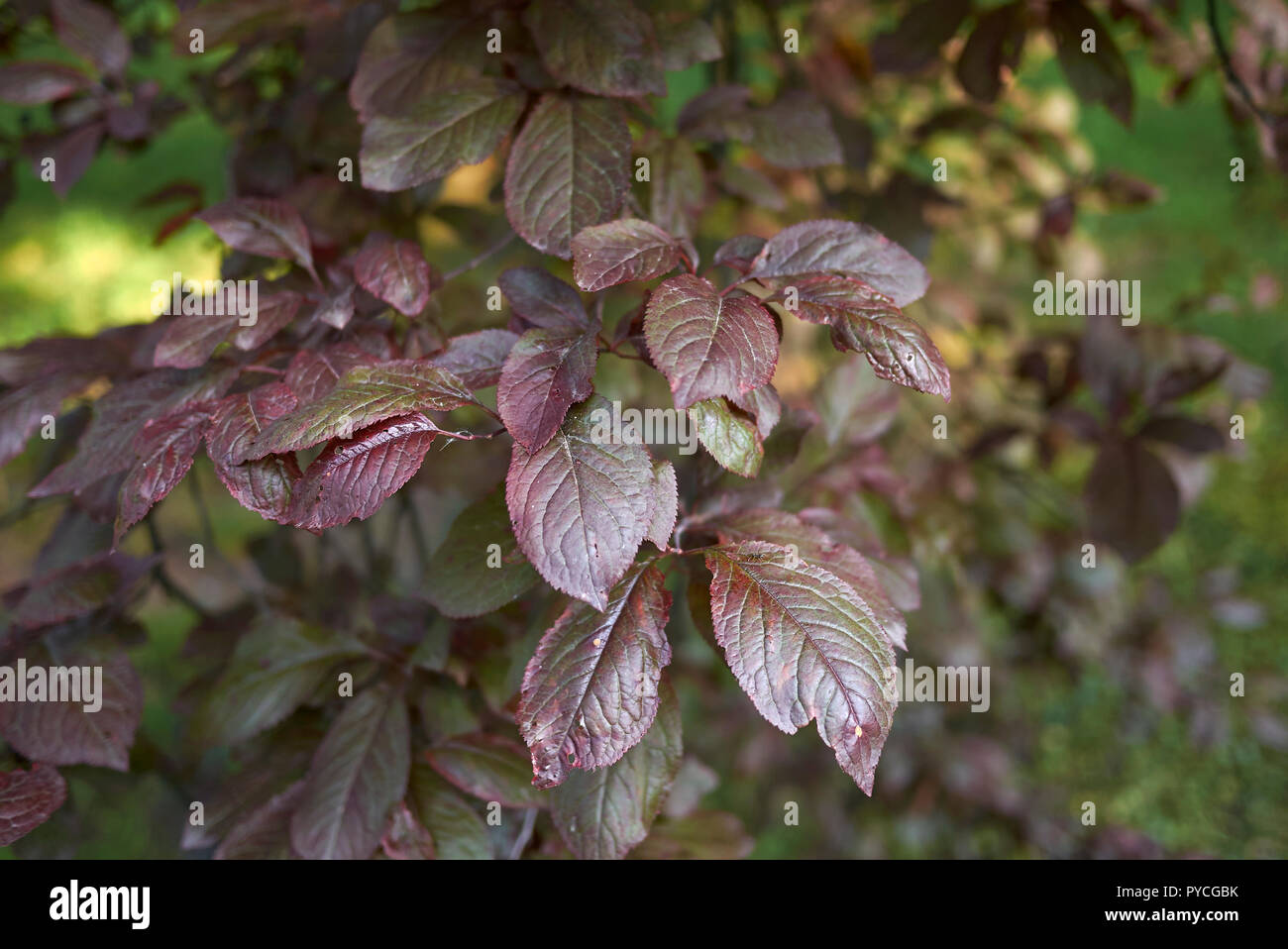 red foliage of Prunus cerasifera nigra Stock Photo - Alamy