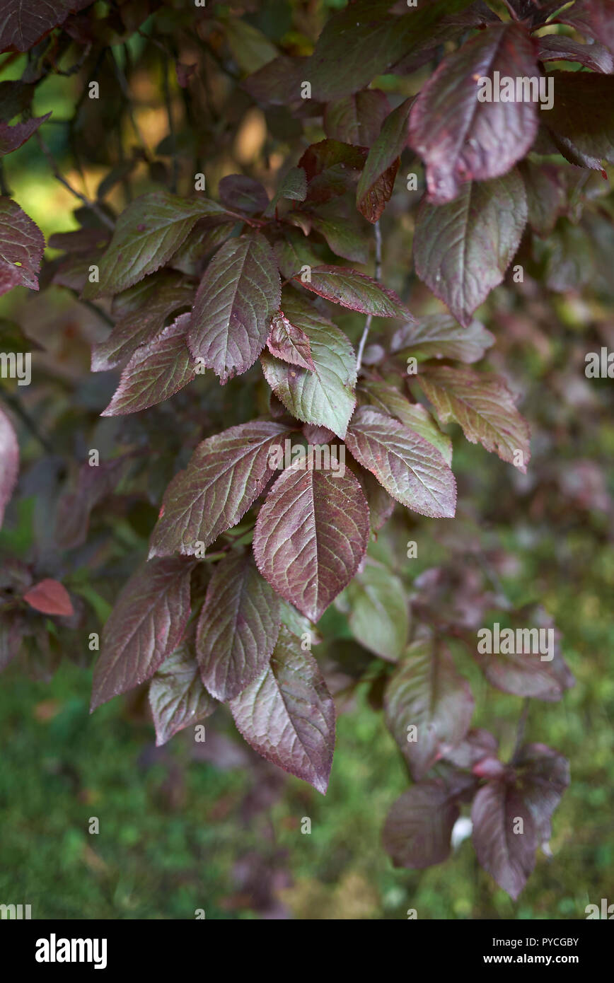 red foliage of Prunus cerasifera nigra Stock Photo - Alamy