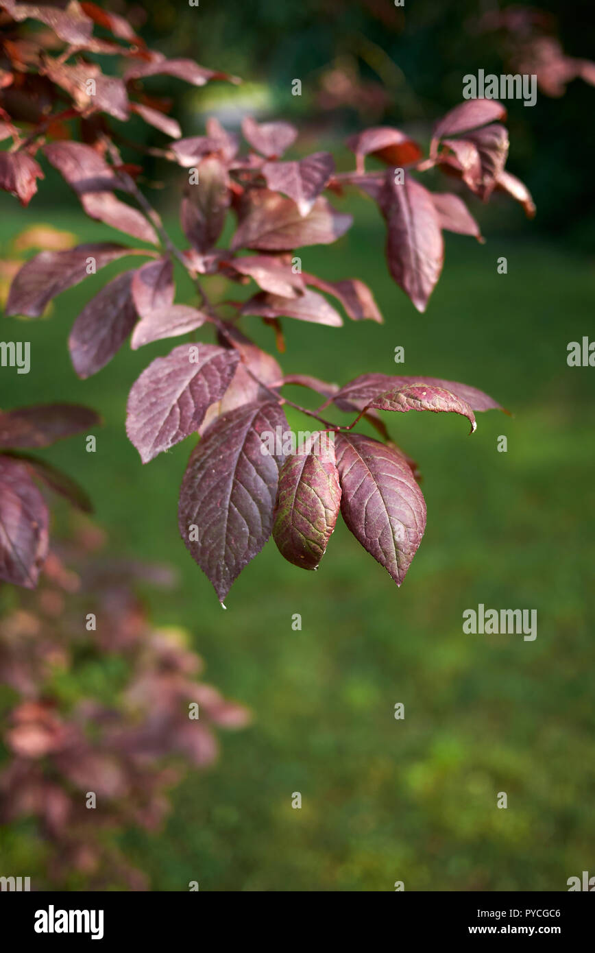 red foliage of Prunus cerasifera nigra Stock Photo - Alamy