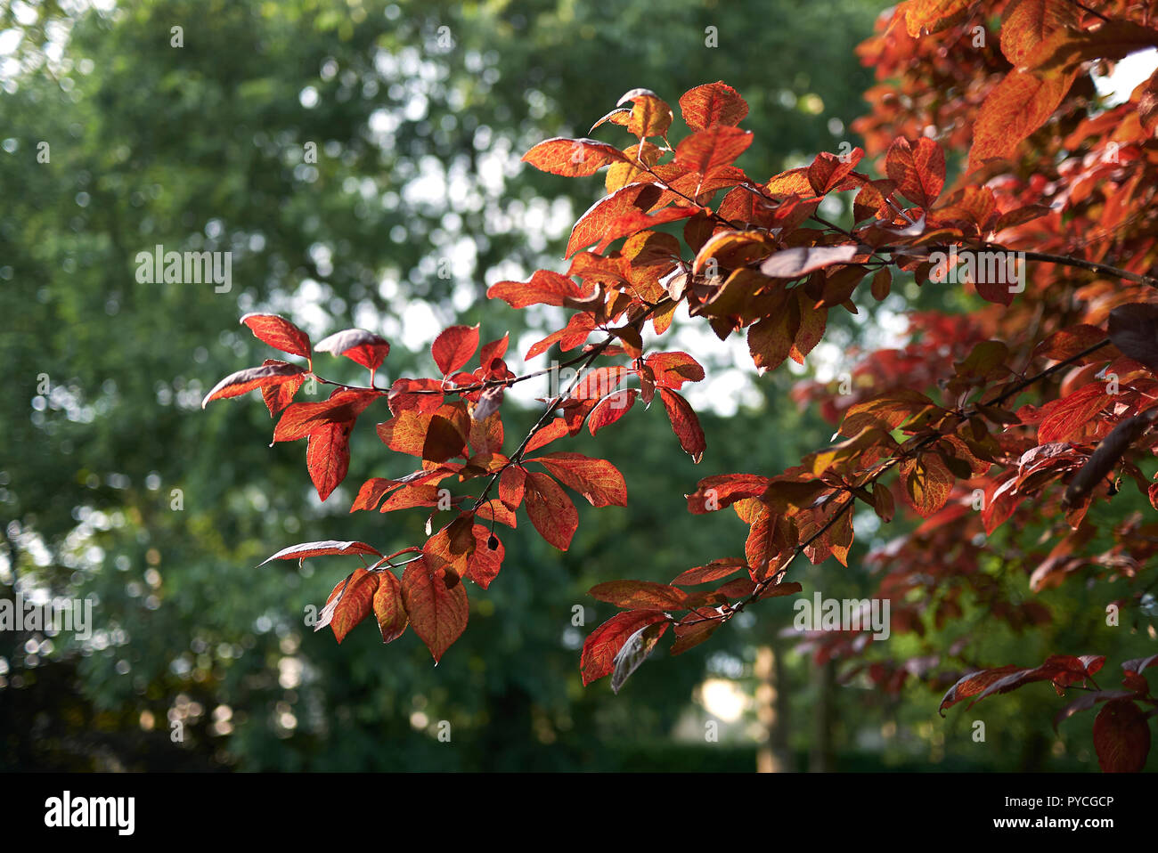 Prunus cerasifera nigra hi-res stock photography and images - Alamy