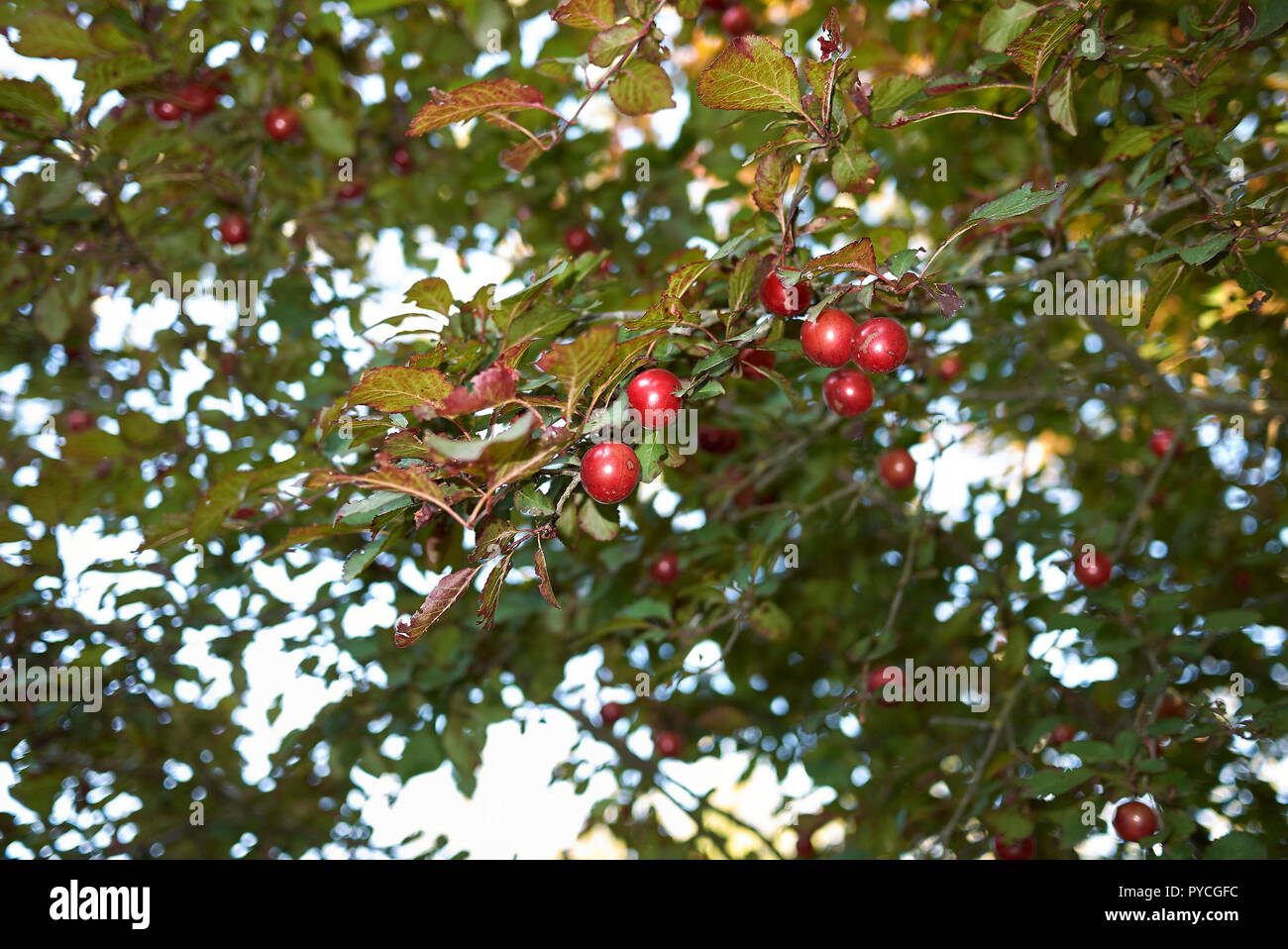 Black cherry plum hi-res stock photography and images - Alamy