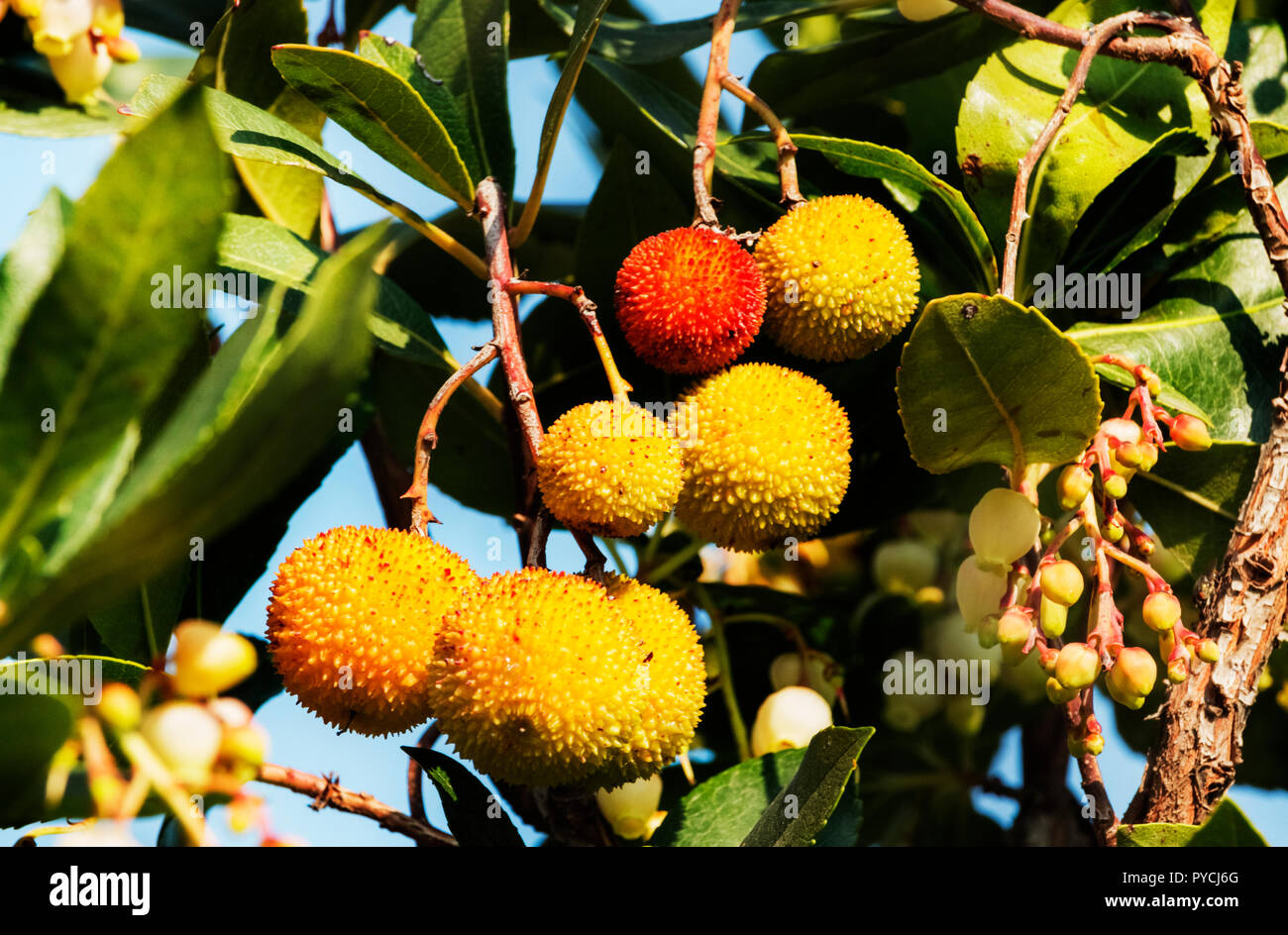 Spherical fruits hi-res stock photography and images - Alamy