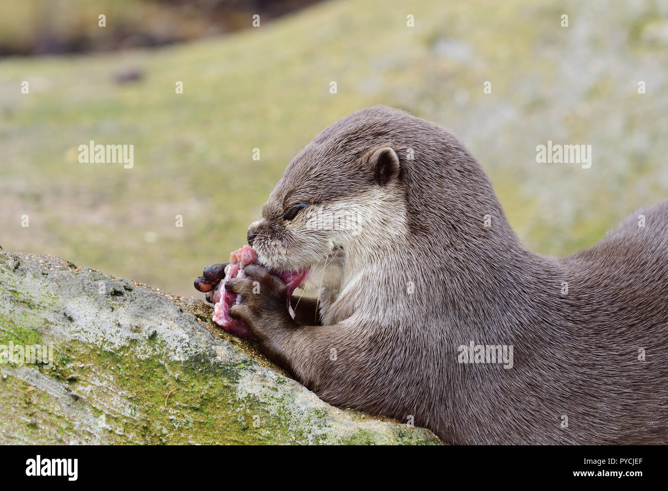Portrait of a oriental short clawed otter eating Stock Photo - Alamy