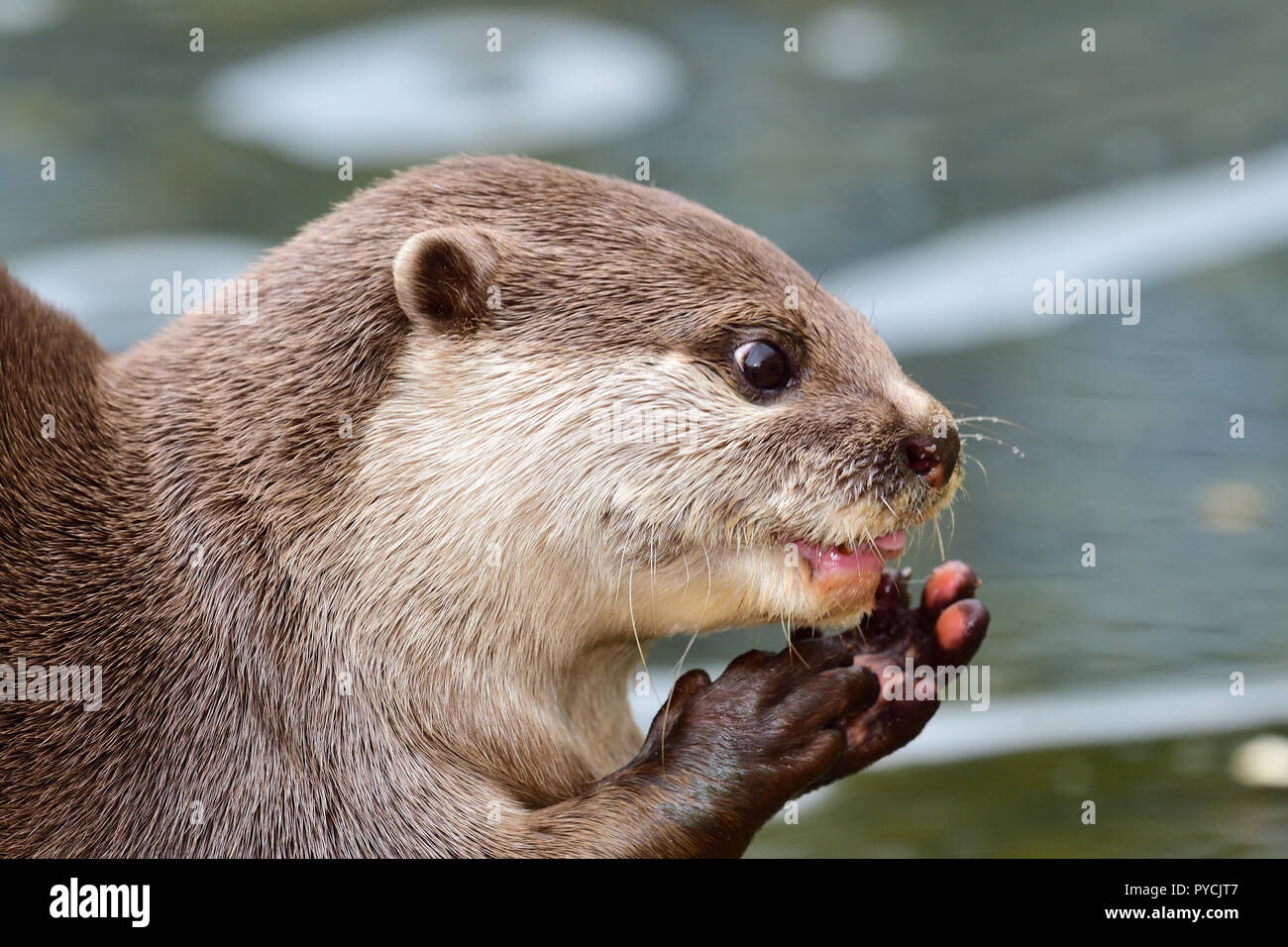 Head shot of a Asian small clawed otter eating Stock Photo - Alamy