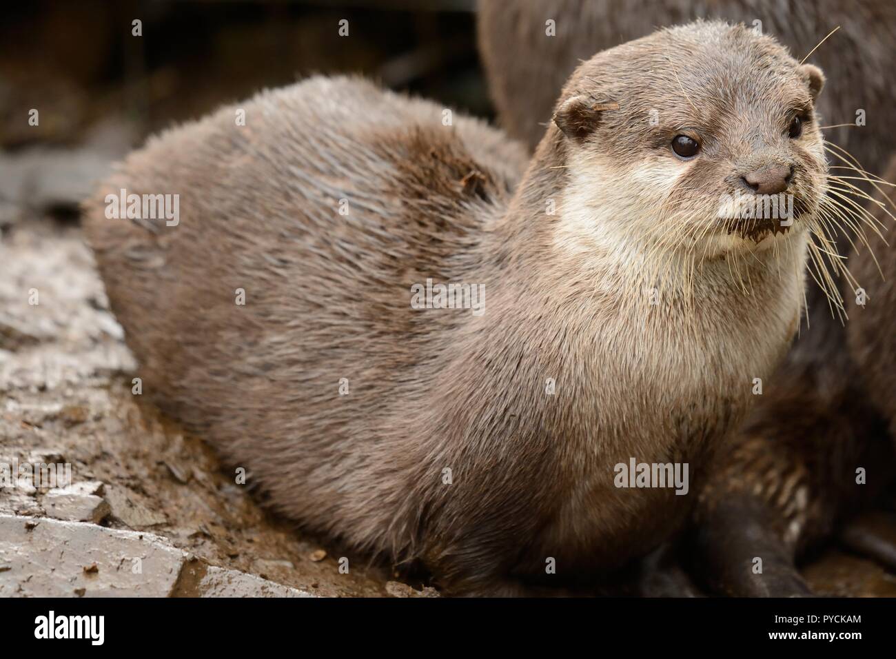 Otter sitting up hi-res stock photography and images - Alamy