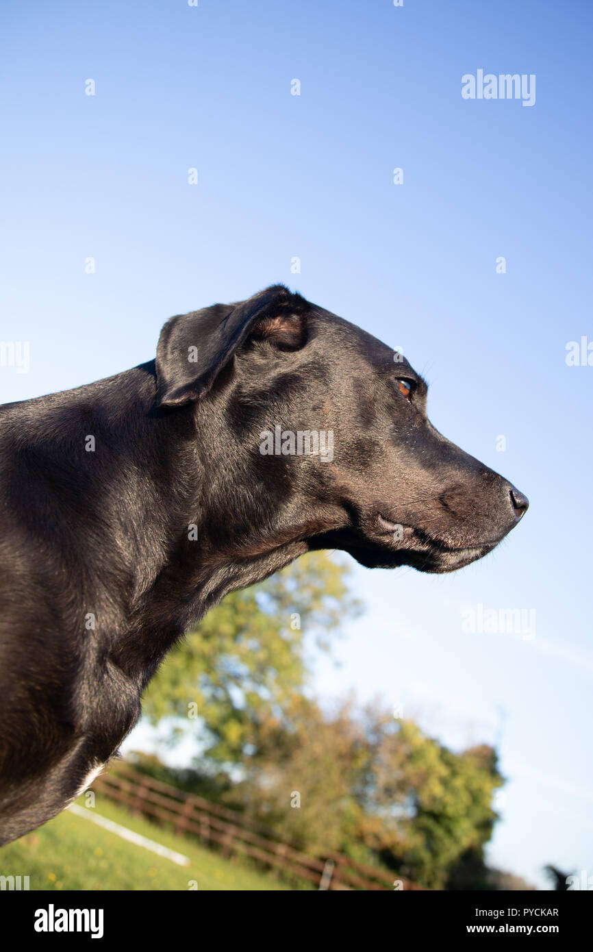 Black Labrador cross Rhodesian Ridgeback Stock Photo - Alamy
