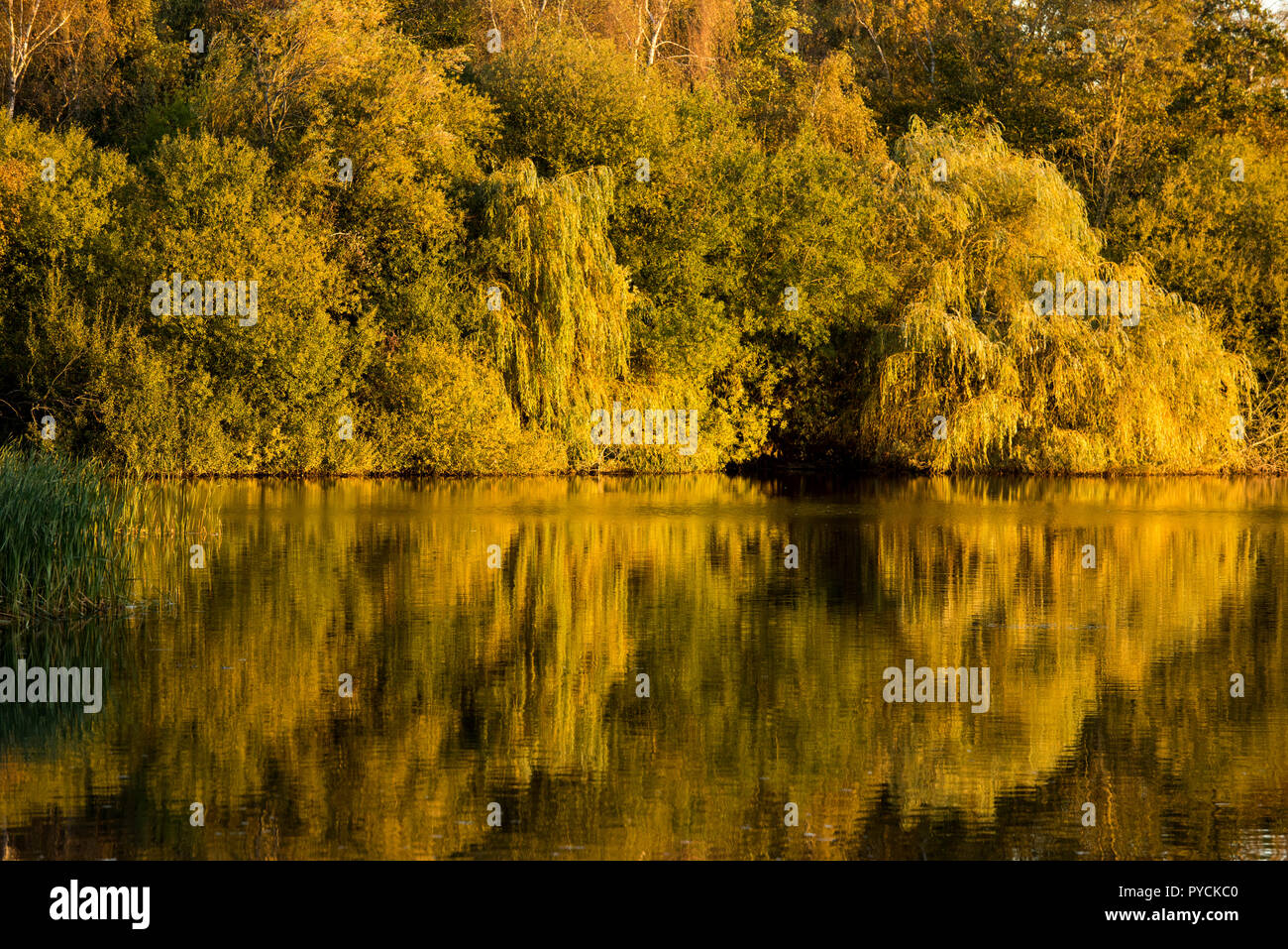 Autumn morning reflections at Colwick Country Park in Nottingham ...