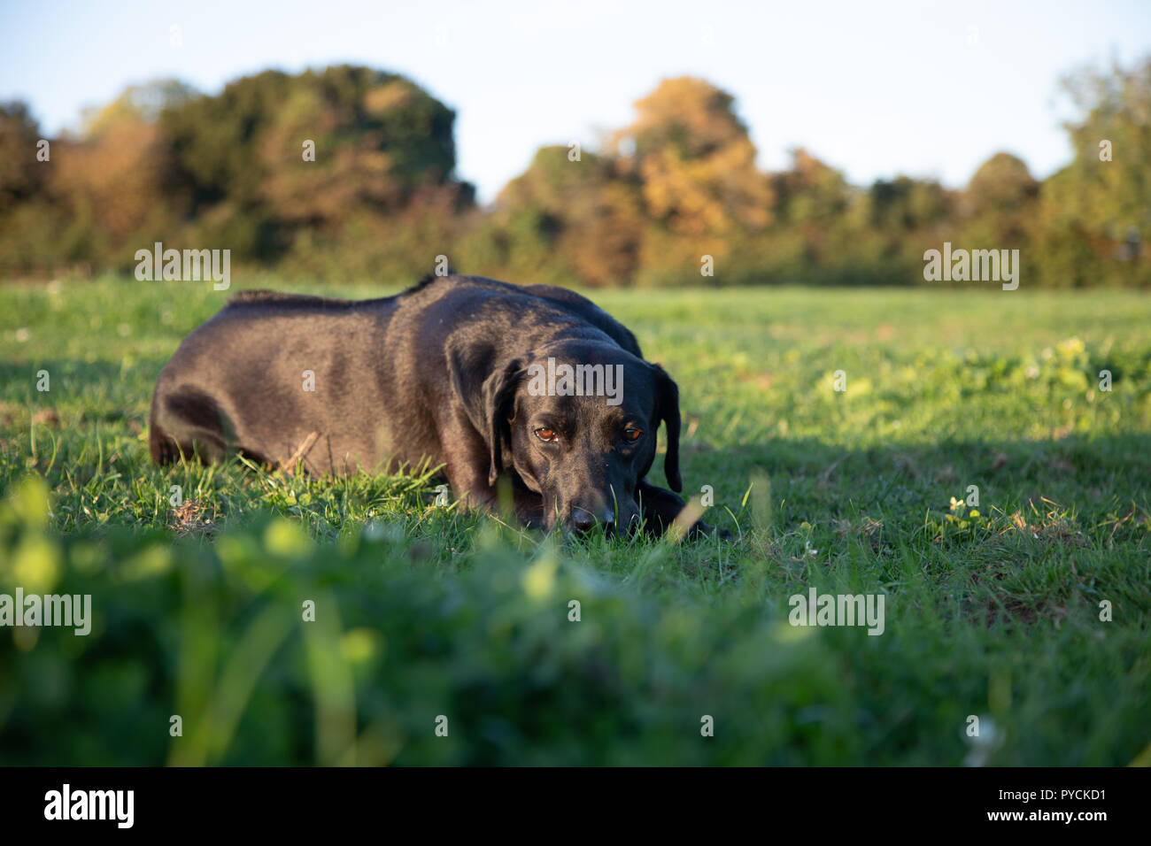 Black Labrador cross Rhodesian Ridgeback Stock Photo - Alamy