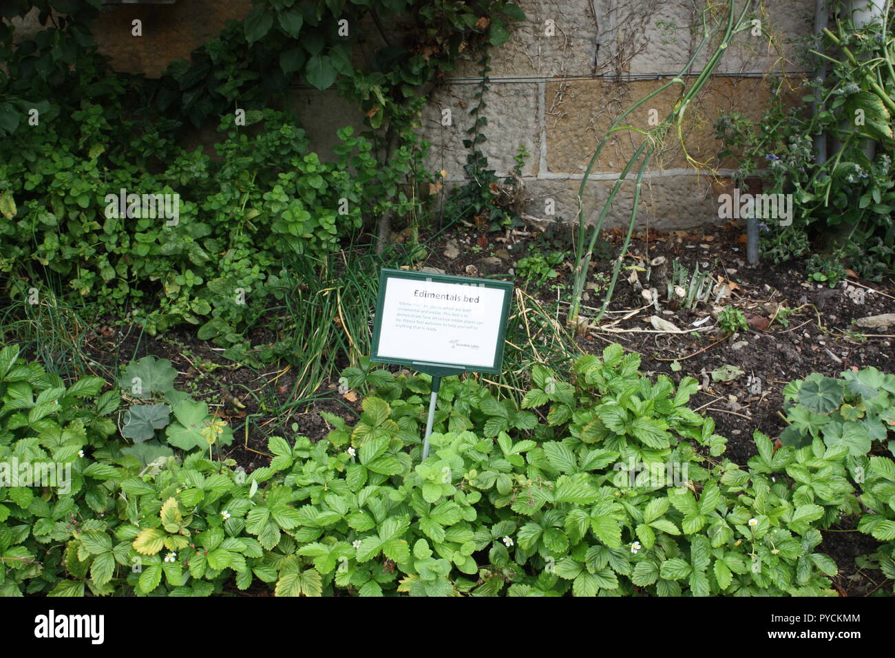 Examples of food beds as part of the Incredible Edible scheme in ...