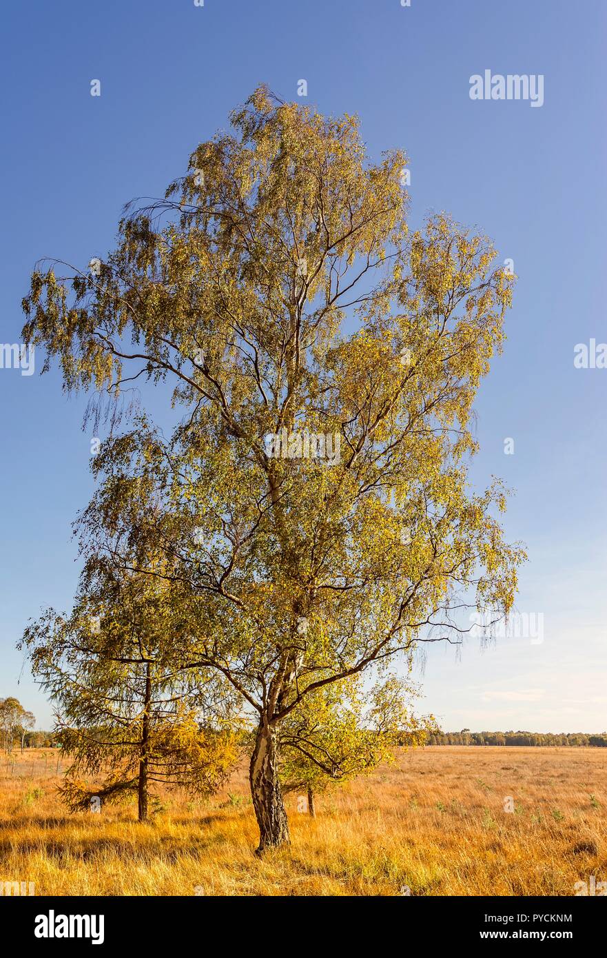A tall isolated silver birch tree in its autumn colours. A moorland ...