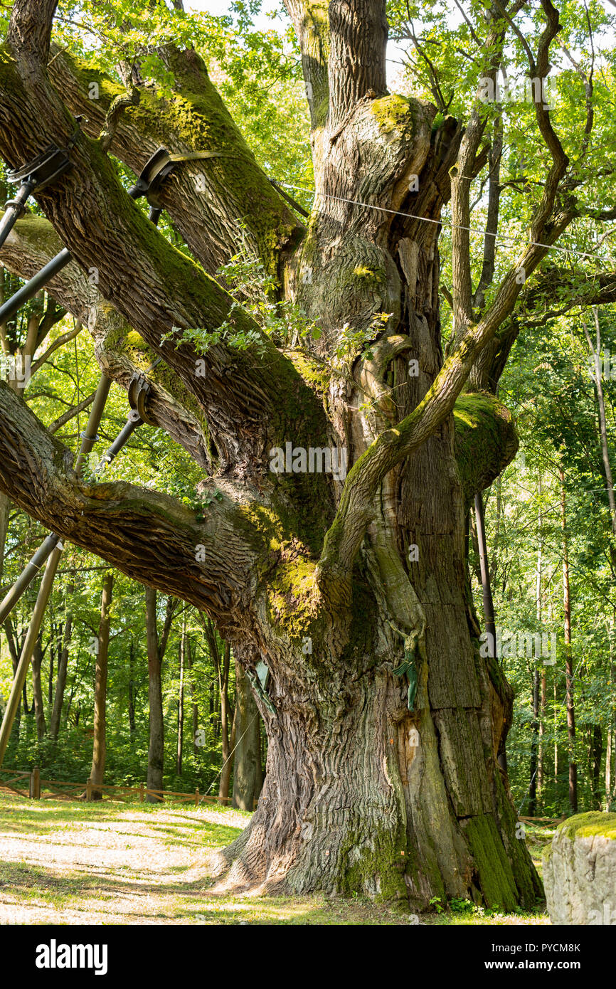 detail of the oldest oak tree in poland called bartek Stock Photo - Alamy