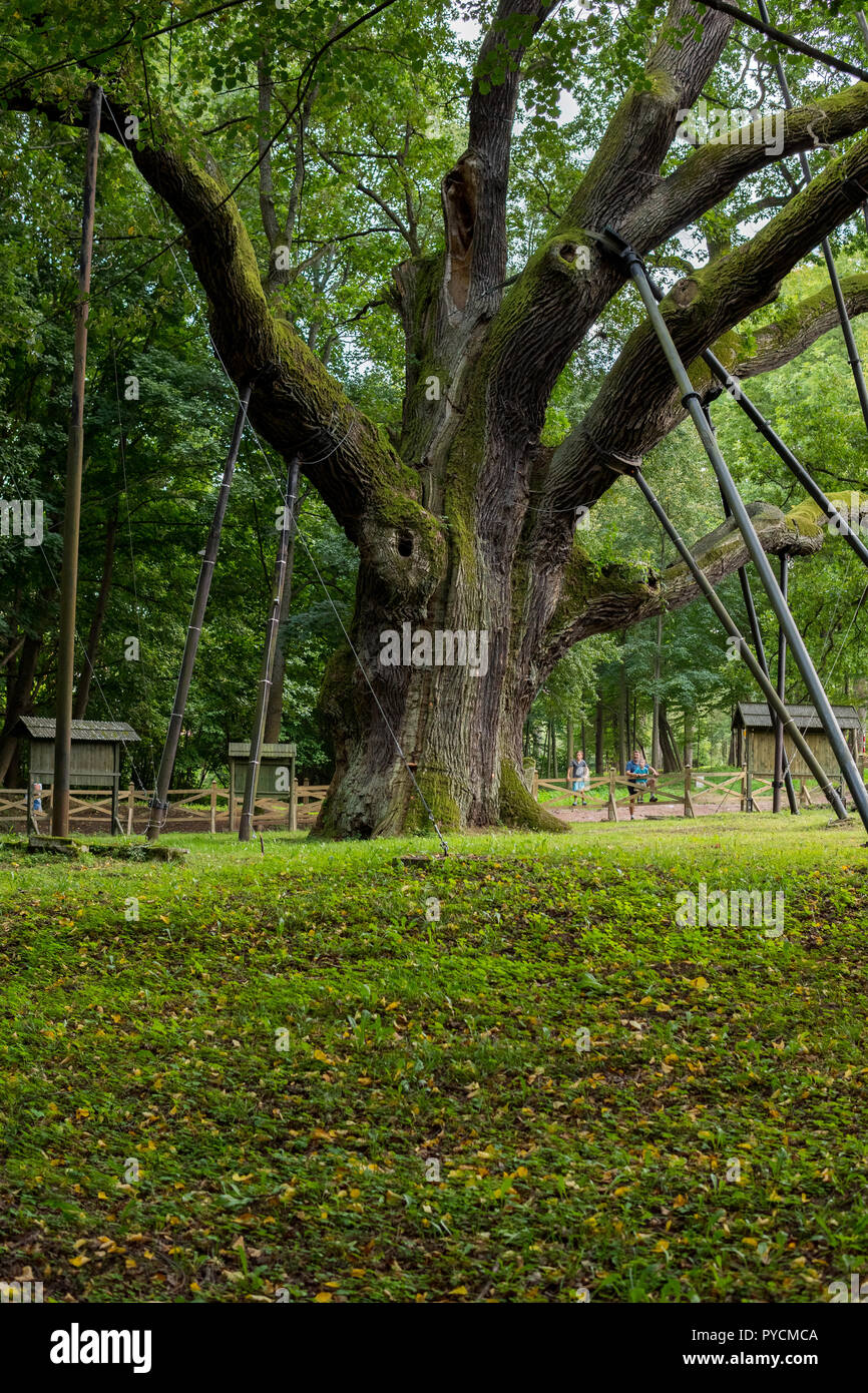 august 2018, zagnansk, poland: the oldest oak tree in poland called ...