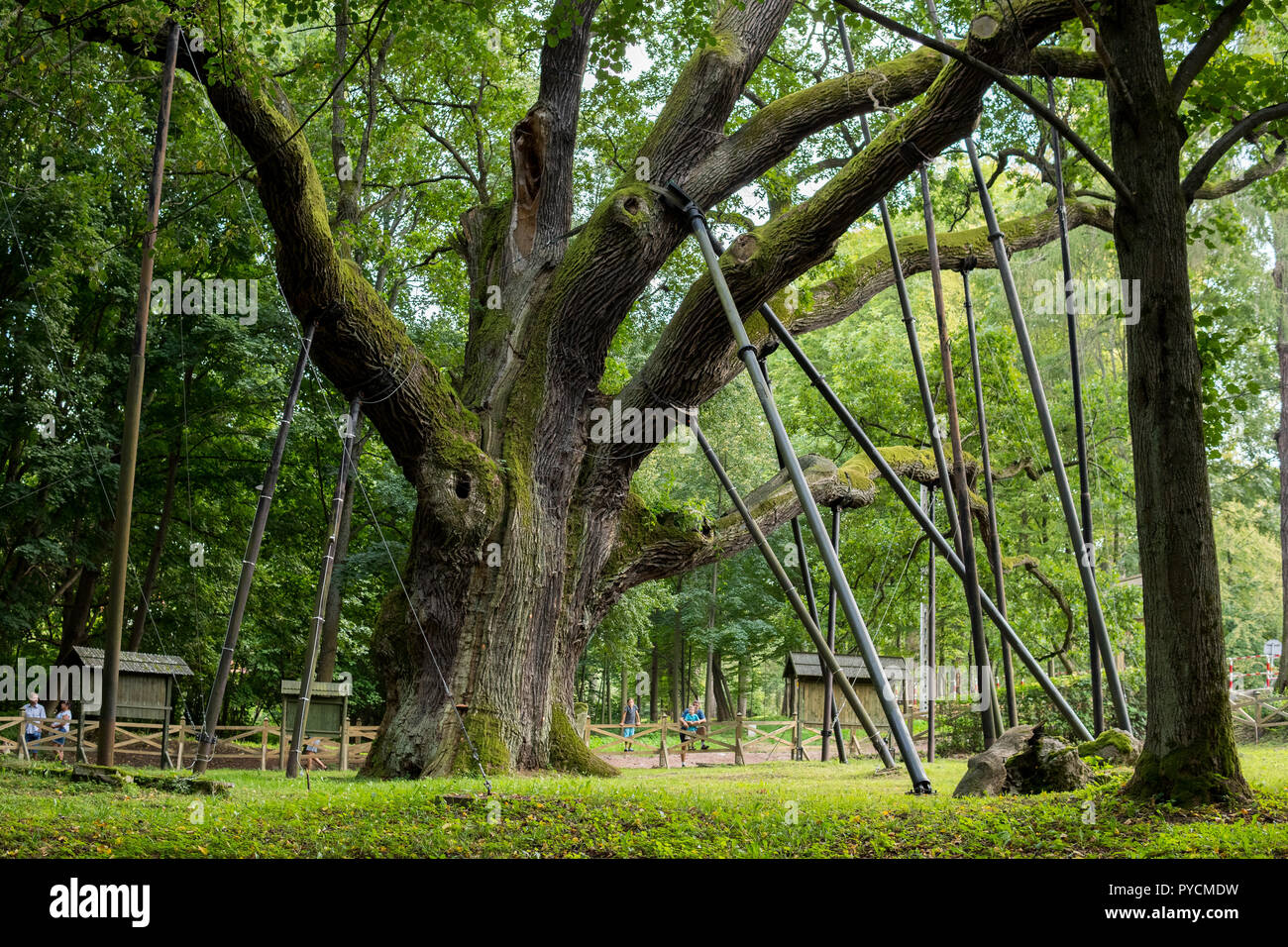 august 2018, zagnansk, poland: the oldest oak tree in poland called ...