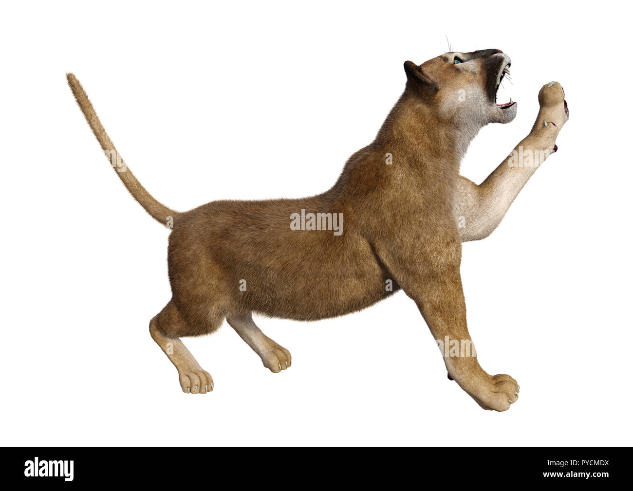3D rendering of a big cat puma isolated on white background Stock Photo ...
