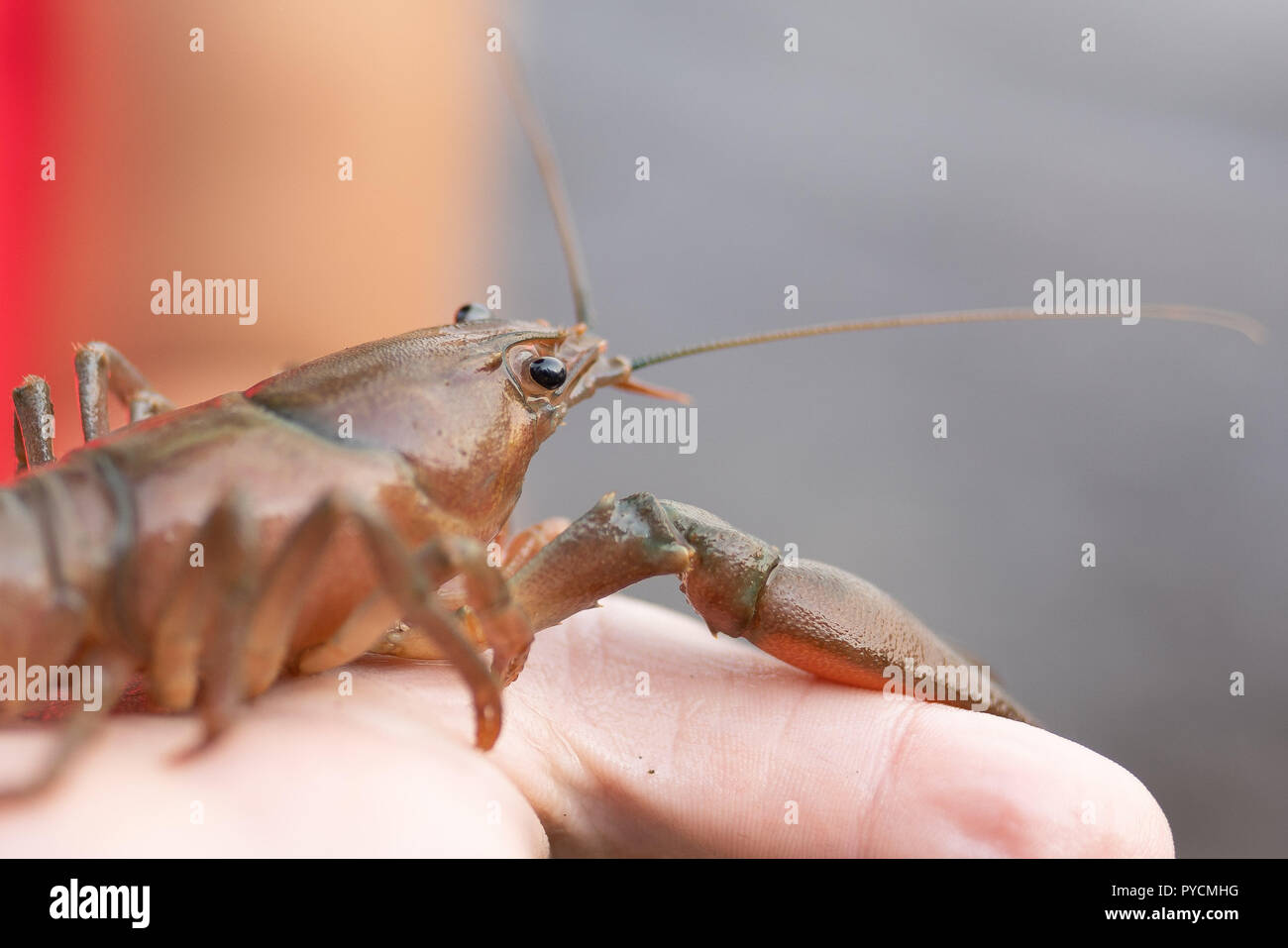 Close up shot of a child hand holding a crayfish Stock Photo - Alamy