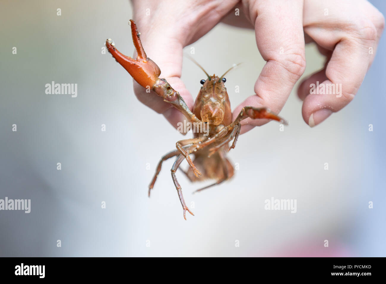 Person holding crayfish with two fingers Stock Photo - Alamy