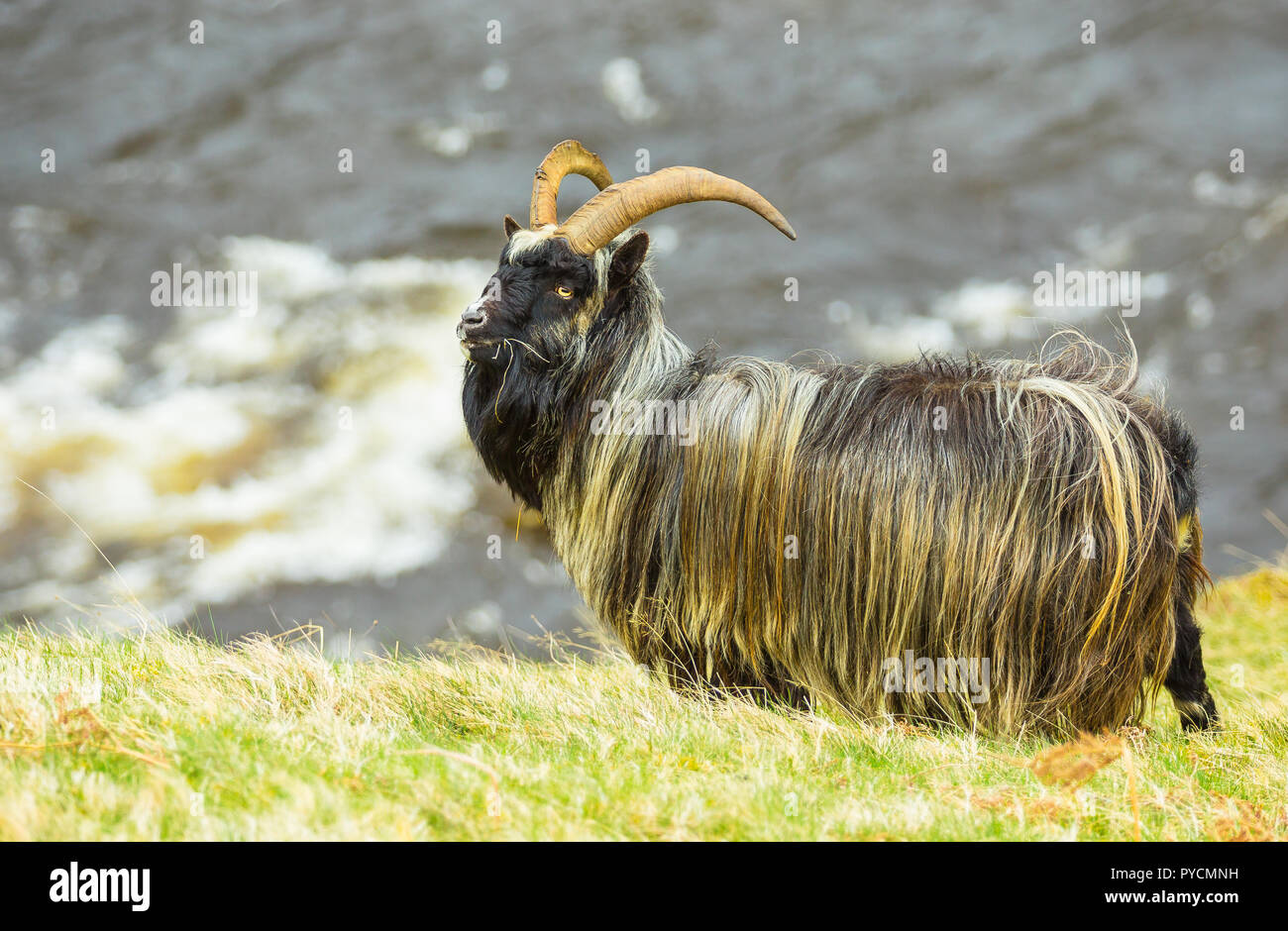 Feral goat in the highlands of scotland hi-res stock photography and ...
