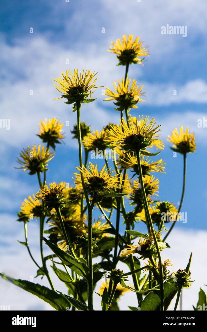 The flowering stems of the inula Stock Photo - Alamy