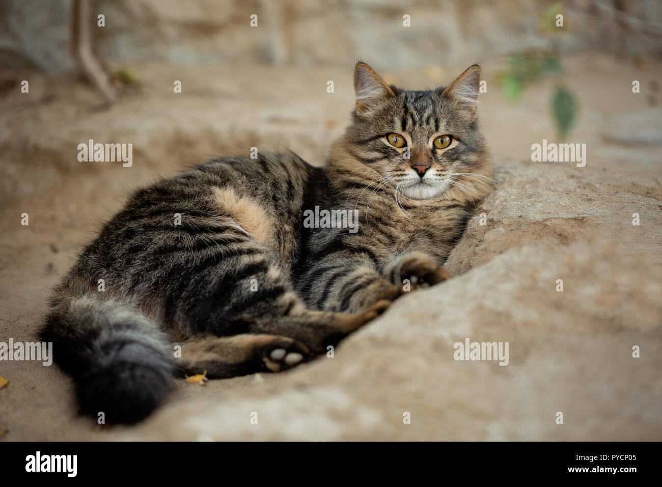 Ginger cat laying down outside hi-res stock photography and images - Alamy