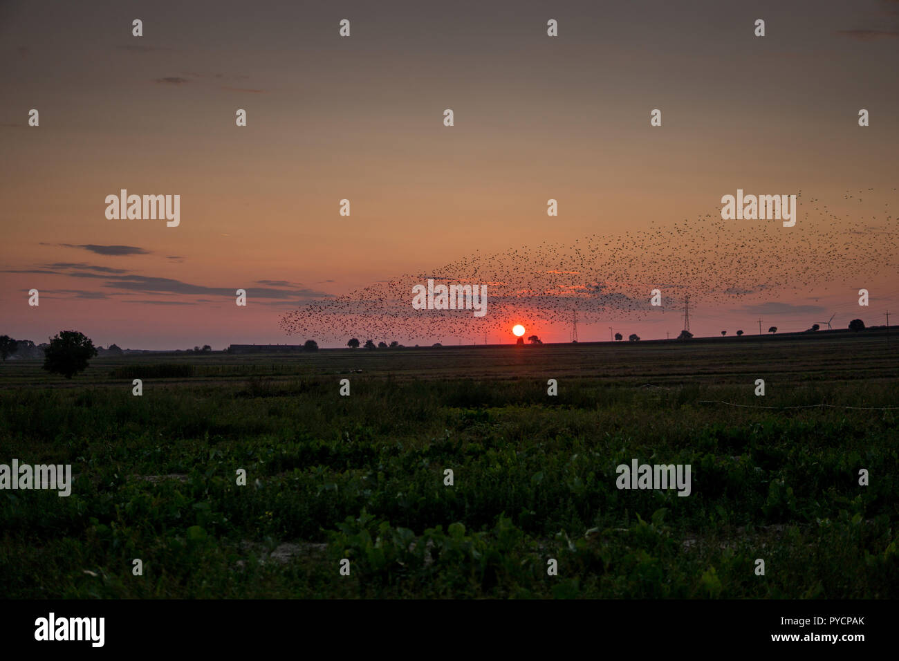 Fying bird hi-res stock photography and images - Alamy