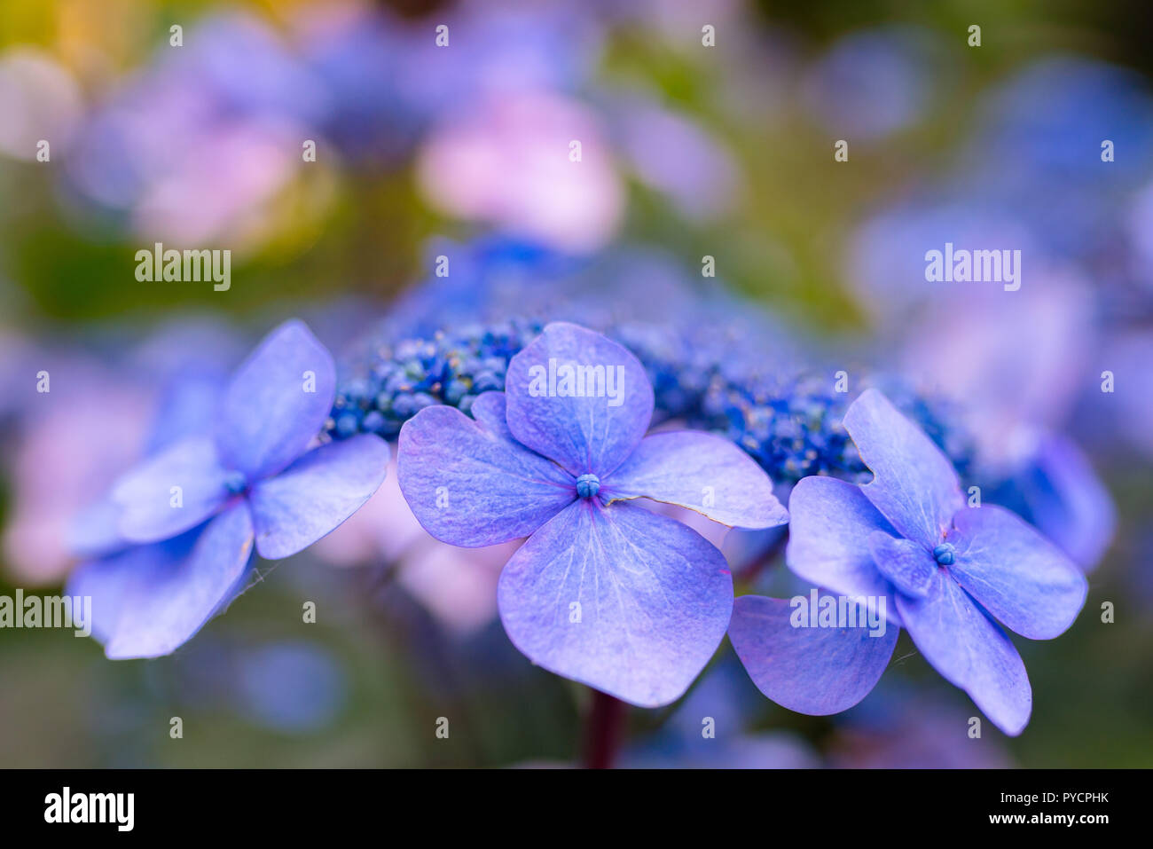 Tea of heaven (Hydrangea serrata) flowering bush close up shot Stock ...