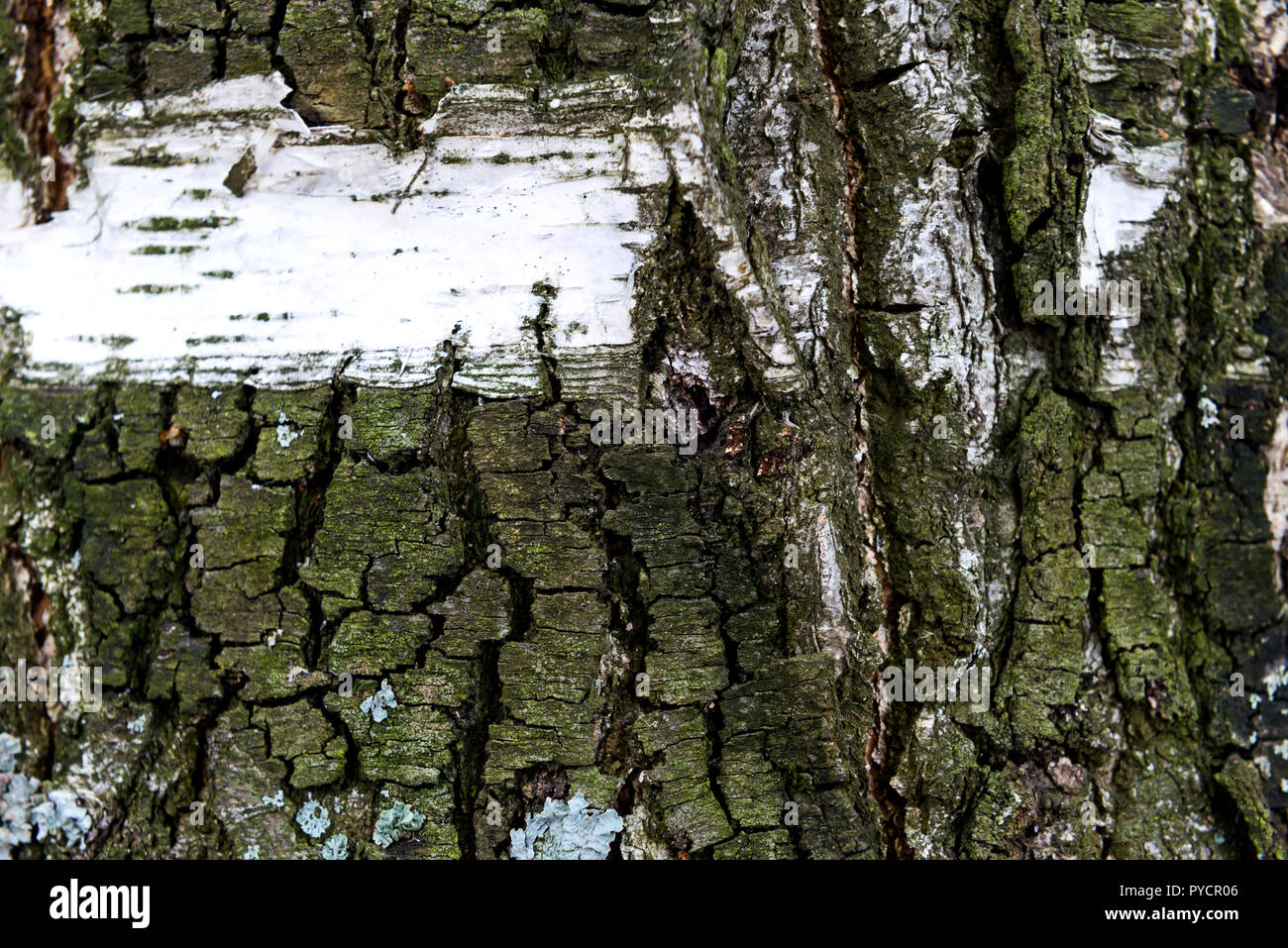 Natural background - the horizontal texture of a real birch bark close ...